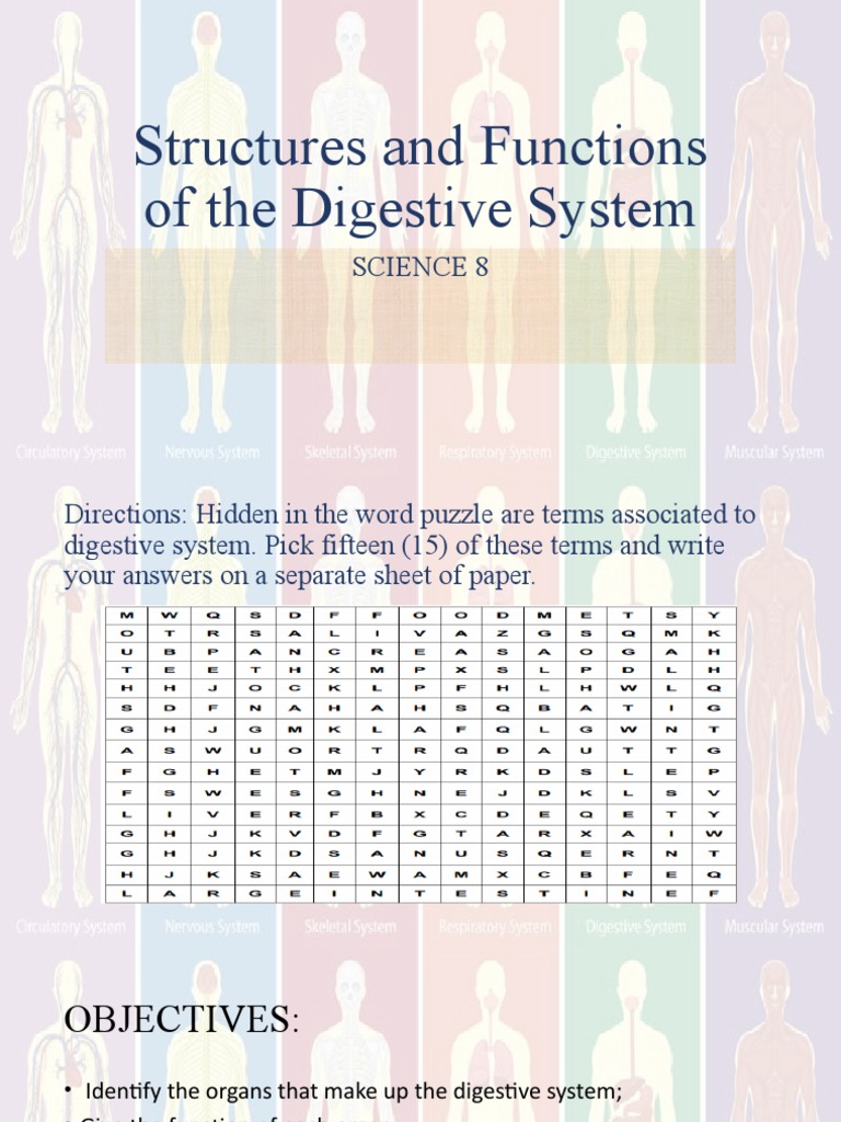 Grade 8 Digestive System Overview | PDF