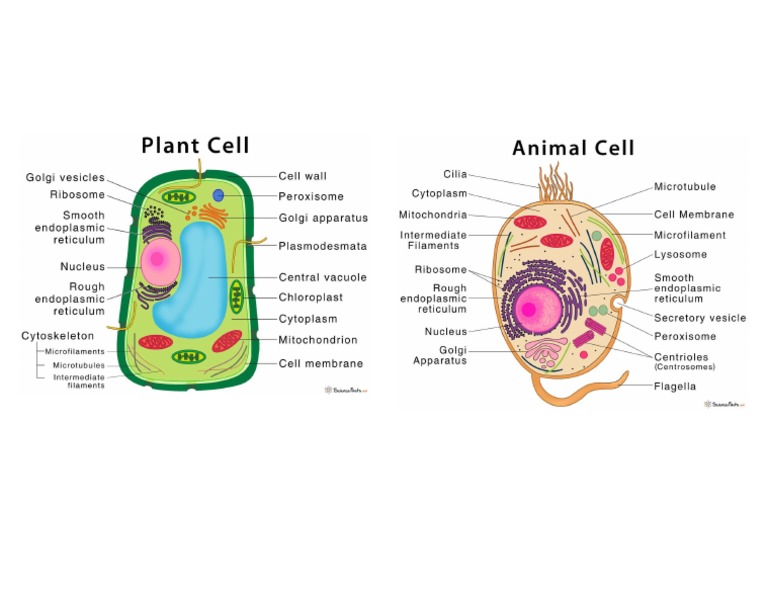 plant and animal cells.docx | PDF