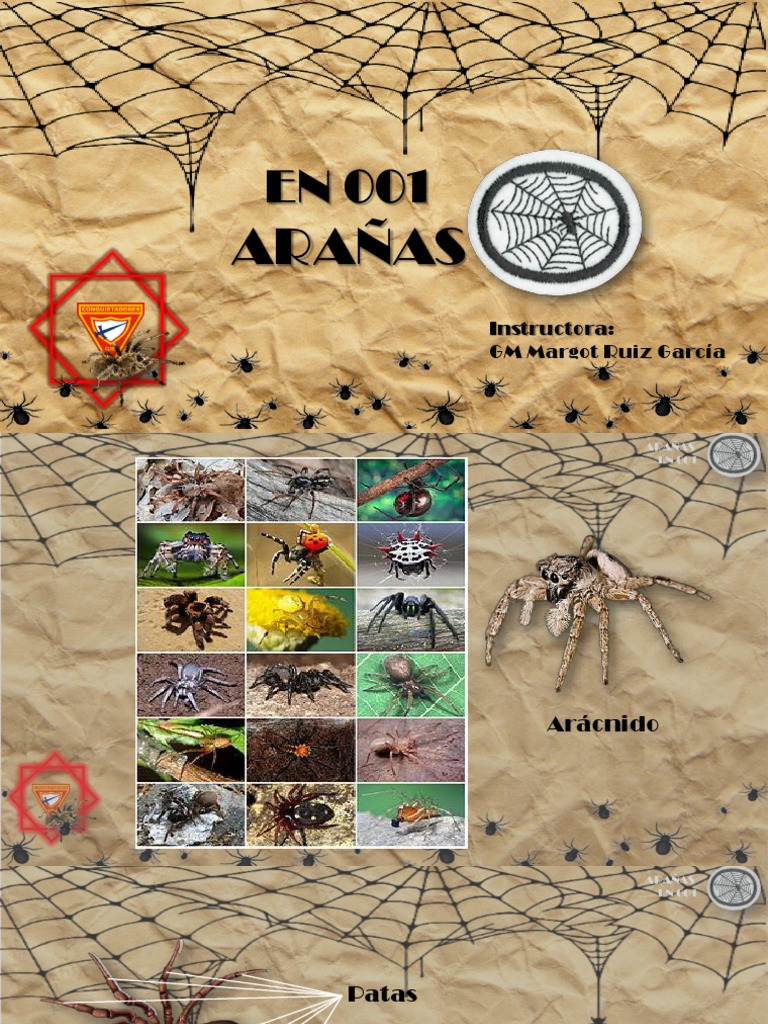 ARAÑAS | PDF | Araña | Arácnidos