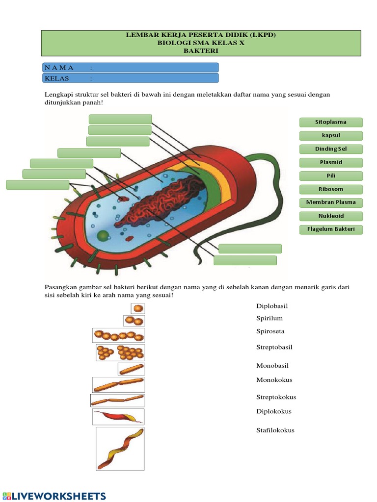 LKPD Bakteri | PDF