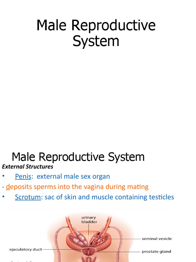 Male Reproductive System Power Point Ackroyd | PDF