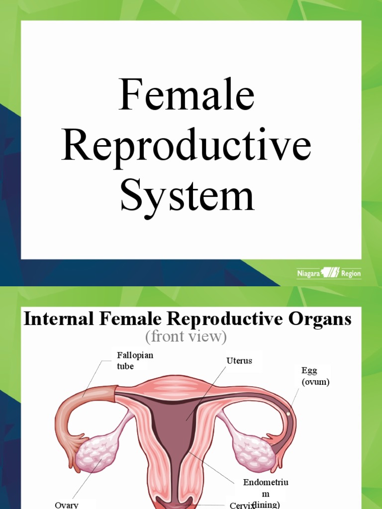 Female Reproductive System | PDF