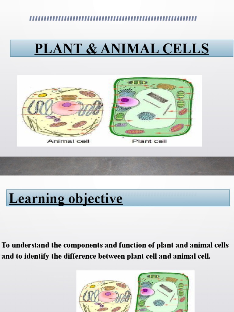 Comparing Plant and Animal Cells l-3 | PDF | Science & Mathematics