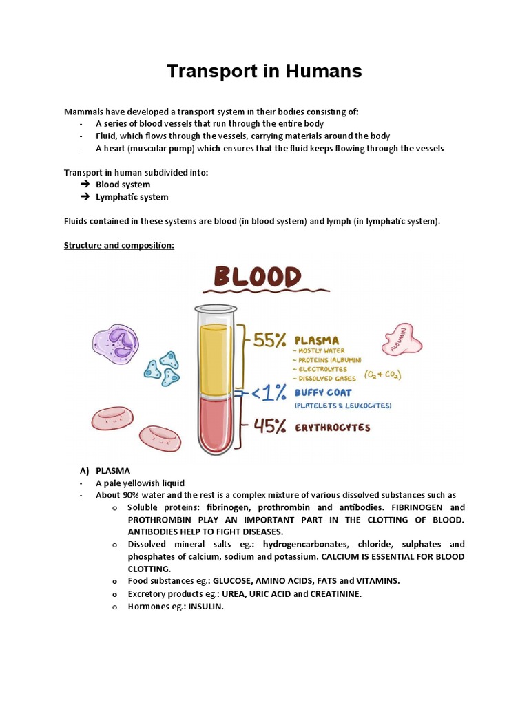 Components of Human Transport System | PDF