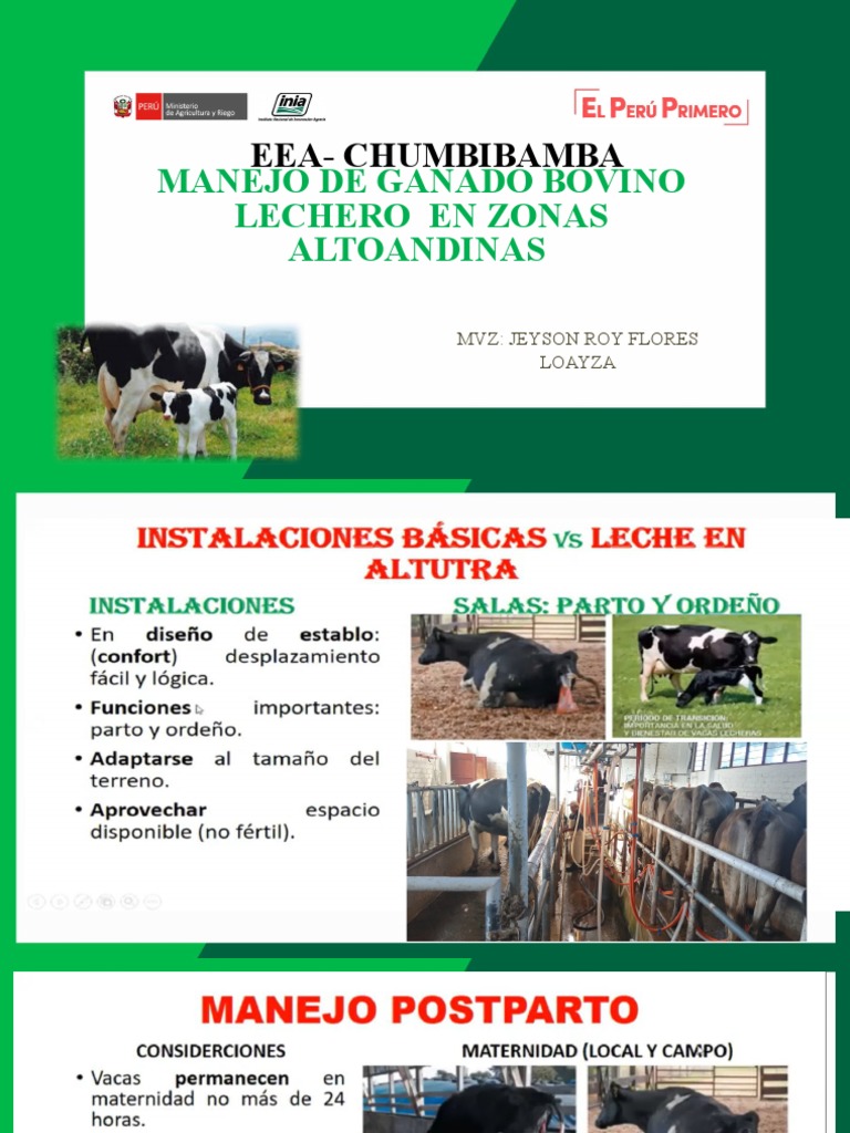 Manejo de Ganado Bovino Lechero en Zonas Altoandinas | PDF