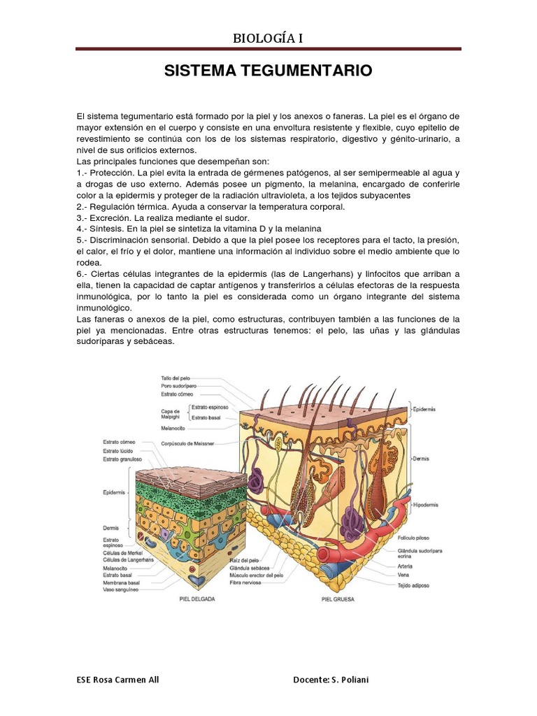 Sistema Tegumentario | Descargar gratis PDF | Piel | Epidermis