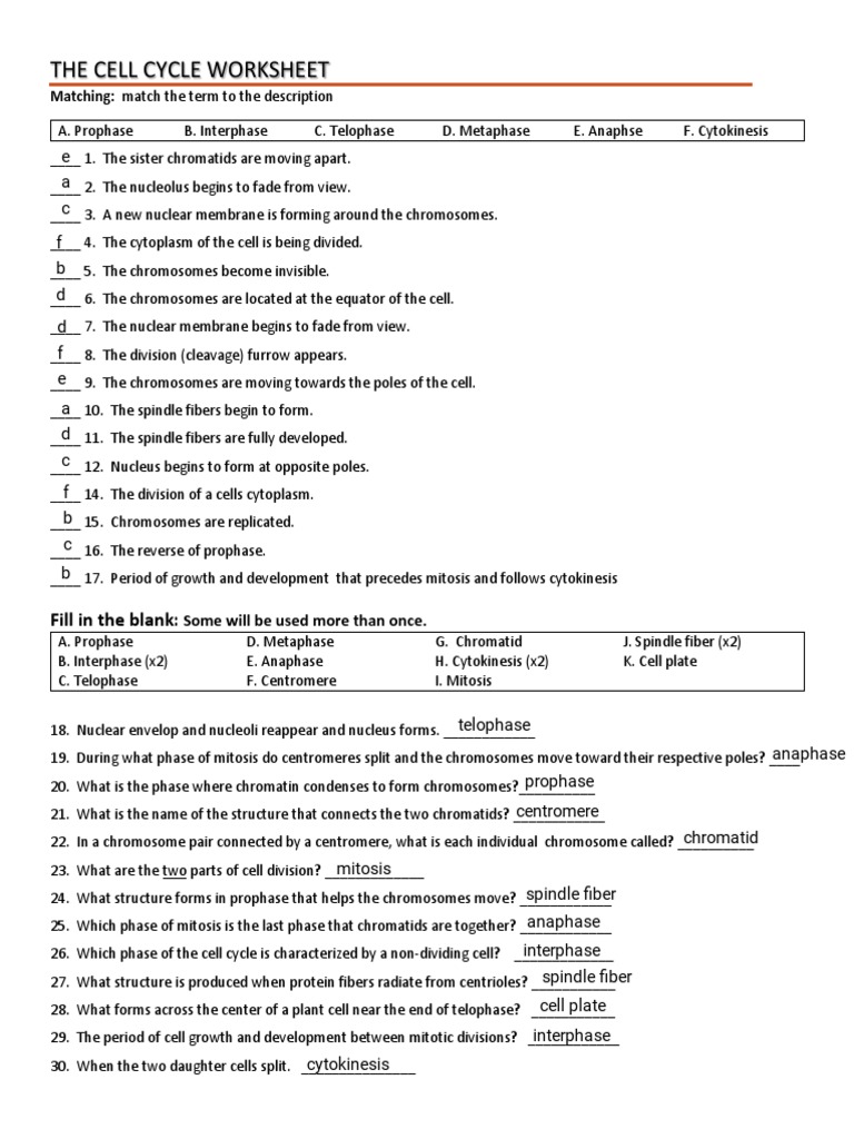 Cell Cycle Review Homework | PDF | Mitosis | Cell Cycle