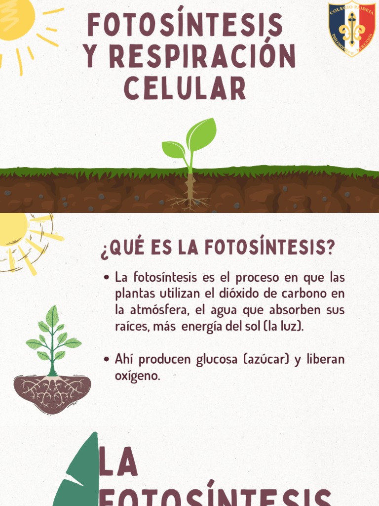 Fotosíntesis y Respiración Celular PDF | PDF | Fotosíntesis | Plantas