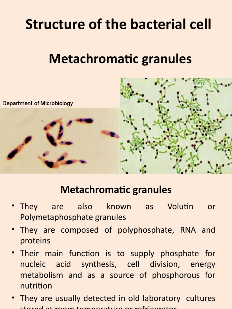 Metachromatic Granules in Bacteria | PDF | Bacteria | Cell (Biology)