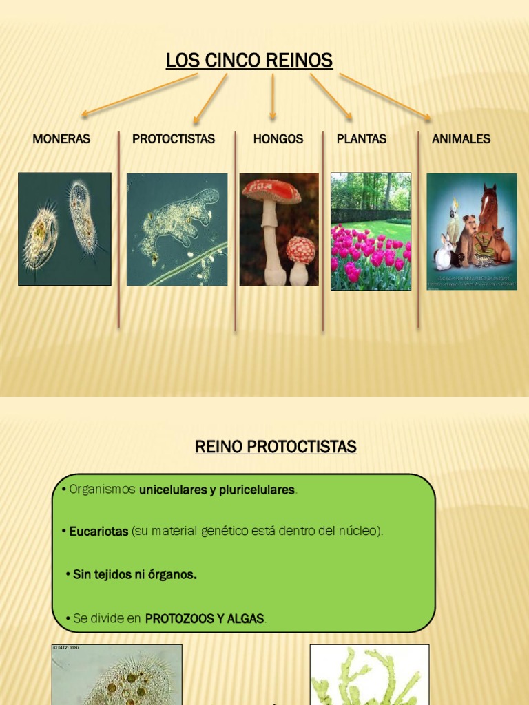 Los 5 Reinos PDF | Descargar gratis PDF | Algas | Las bacterias