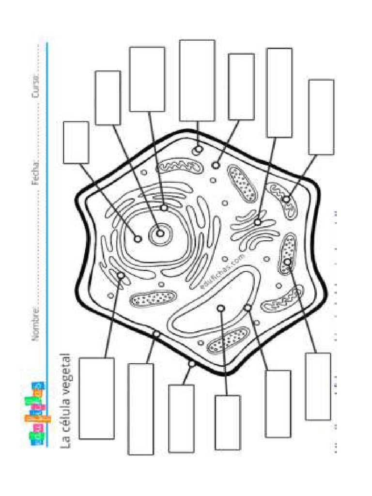 La Célula Hoja de Trabajo | PDF