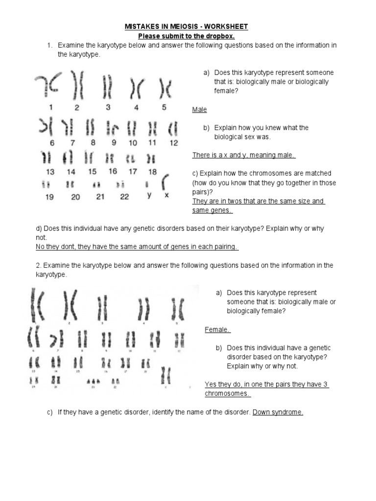 Ava - Mistakes in Meiosis Karyotype Worksheet | PDF