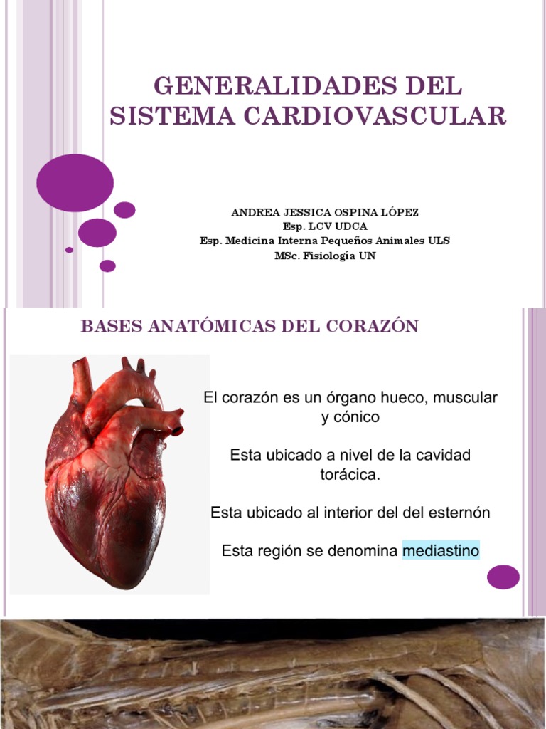 Generalidades Del Sistema Cardiovascular 2 PDF | PDF