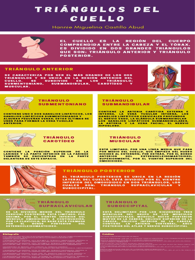 Triangulos Del Cuello PDF | PDF | Sistema musculoesquelético | Angiología