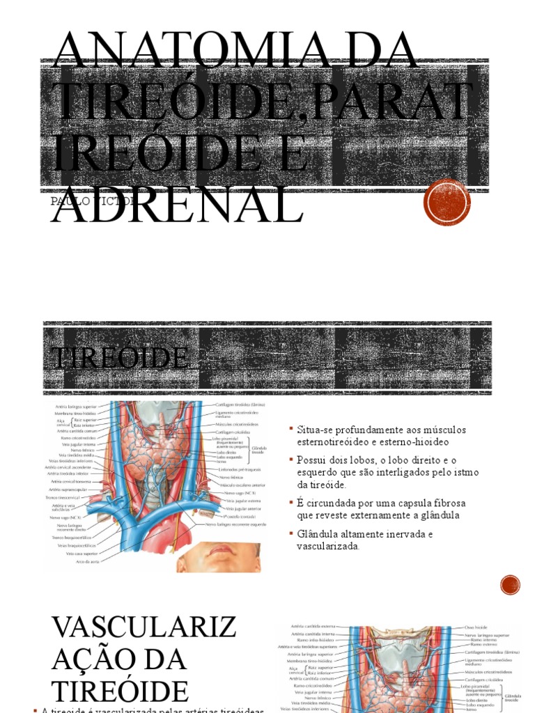 Anatomia Da Tireóide, Paratireóide e Adrenal | PDF