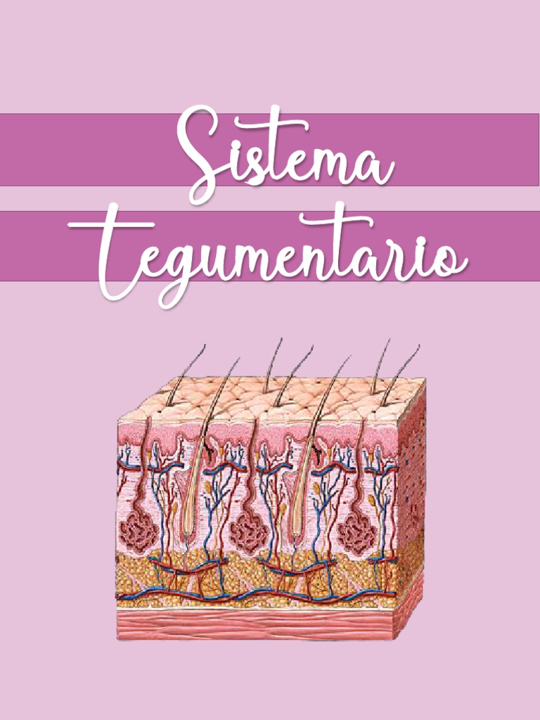 Sistema Tegumentario PDF | PDF