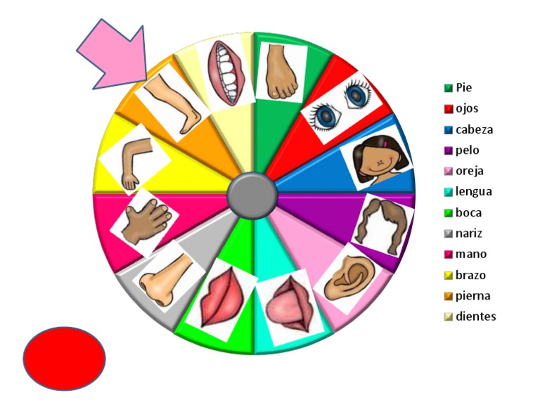 Ruleta Partes Del Cuerpo | PDF