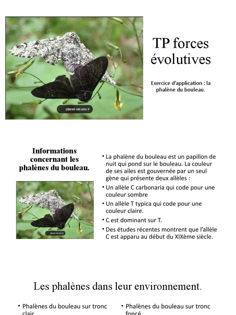 TP Forces Évolutives | PDF