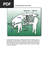 Anatomía del sistema digestivo del cerdo | PDF | Digestión | Páncreas