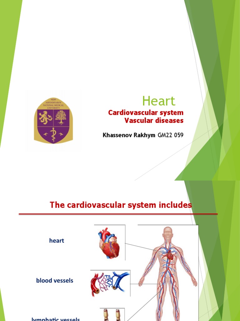 Cardiovascular System | PDF | Heart | Blood Vessel