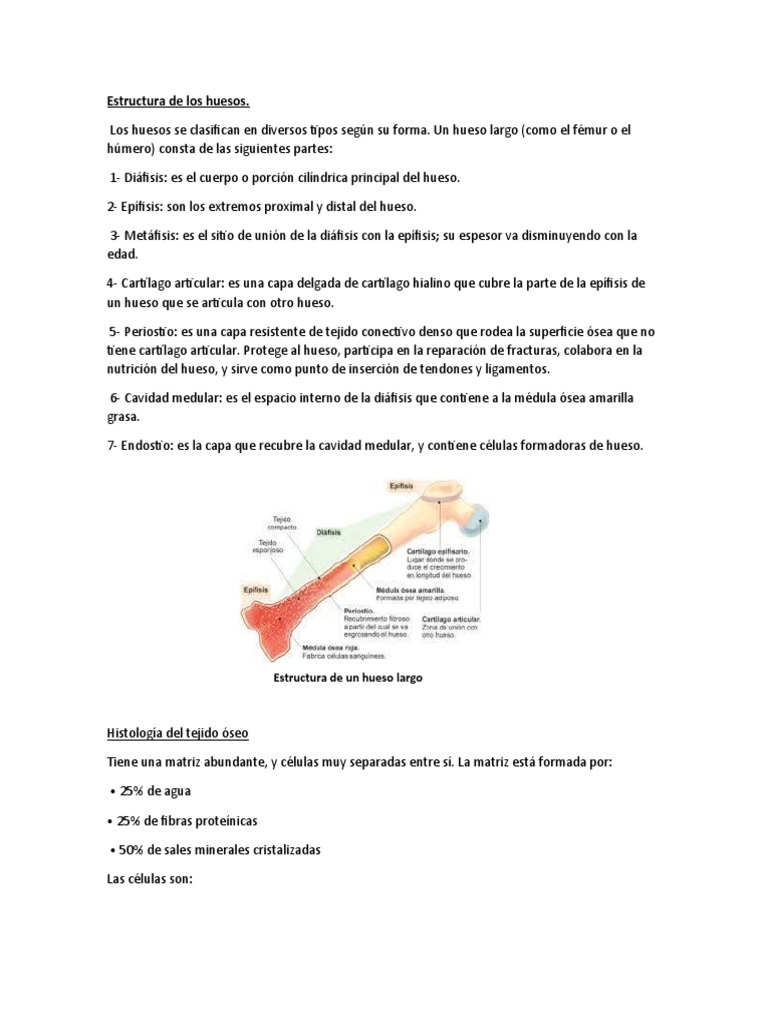 Estructura De Los Huesos Pdf