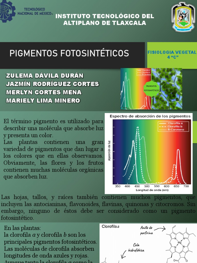 Tipos y funciones de pigmentos fotosintéticos | PDF | Ciencia y matemáticas