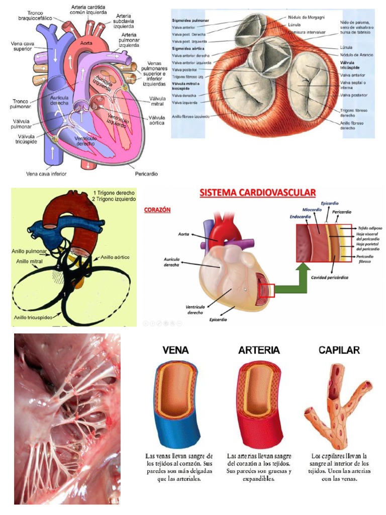 Anatomia Morfo | PDF
