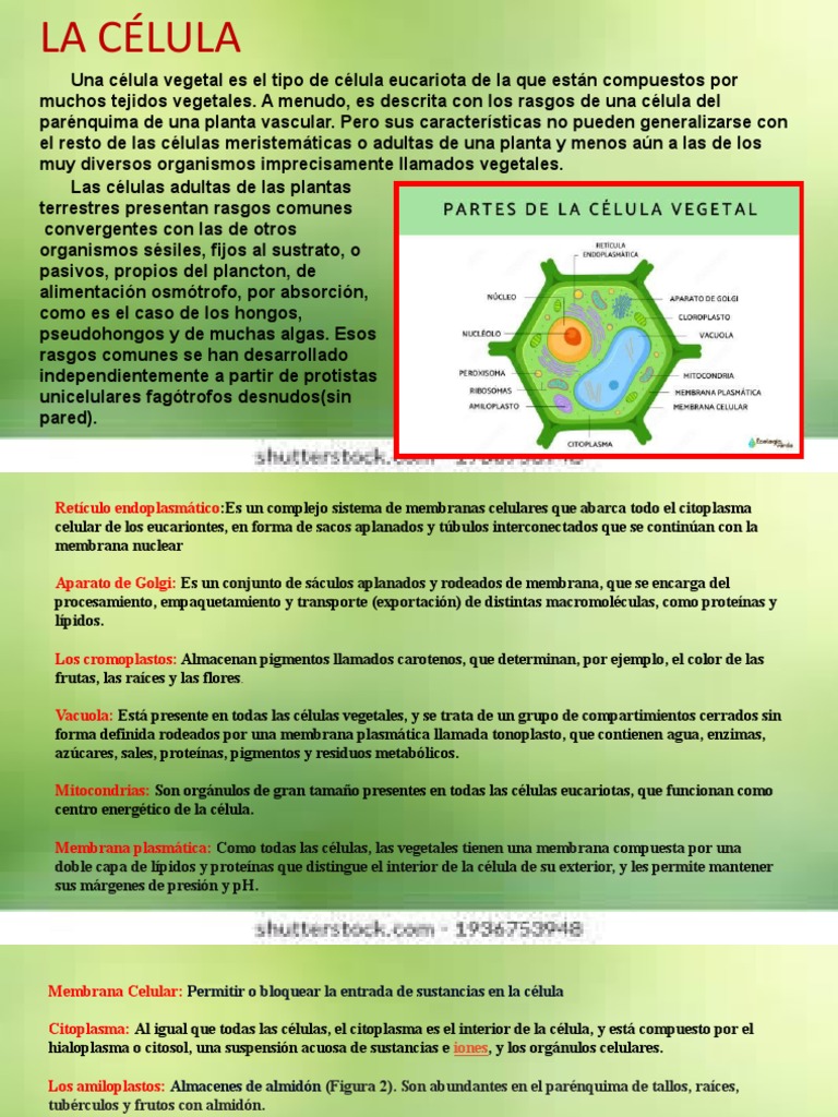 la-celula.pptx | PDF