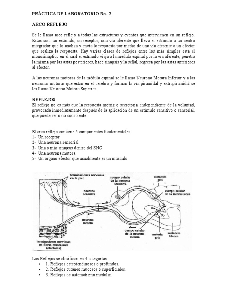 Componentes y Ejemplos del Arco Reflejo | PDF | Neurofisiología ...
