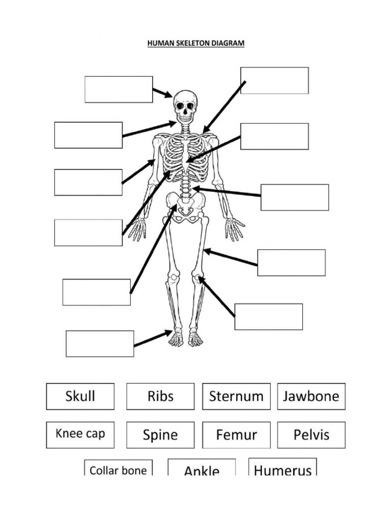 Human Skeleton | PDF