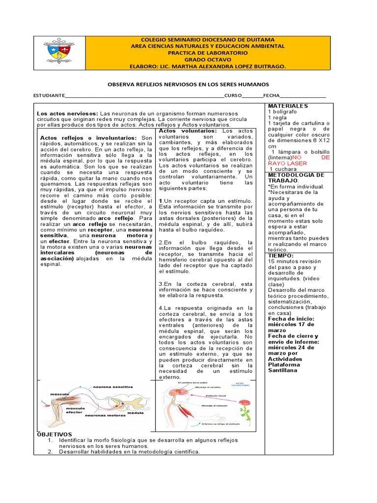 Laboratorio 3 Reflejos Nerviosos Humanos Octavos | PDF | Cerebro | Neurona
