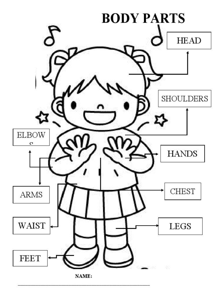 Partes Del Cuerpo Pdf