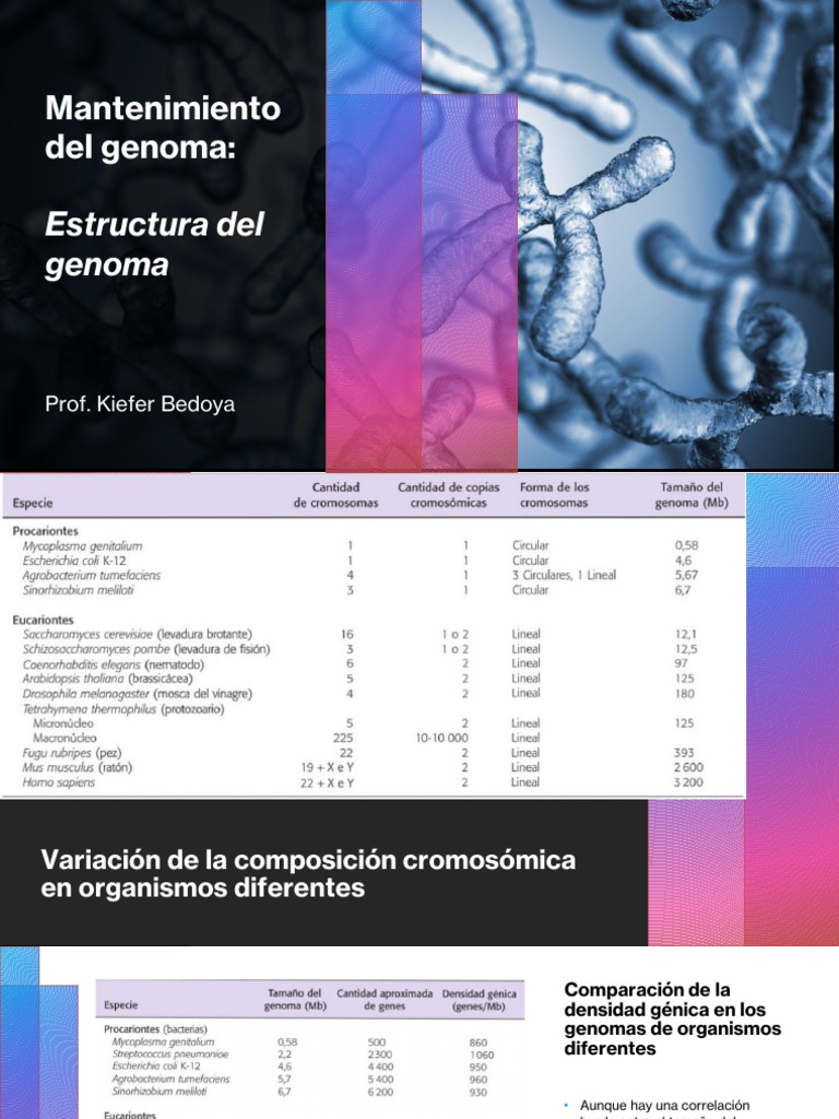 Estructura Del Genoma y Replicación de ADN PDF | PDF