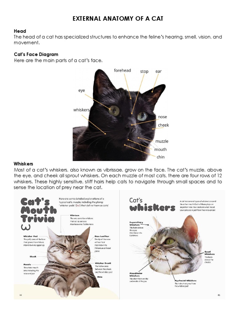 Cat External Anatomy Overview | PDF