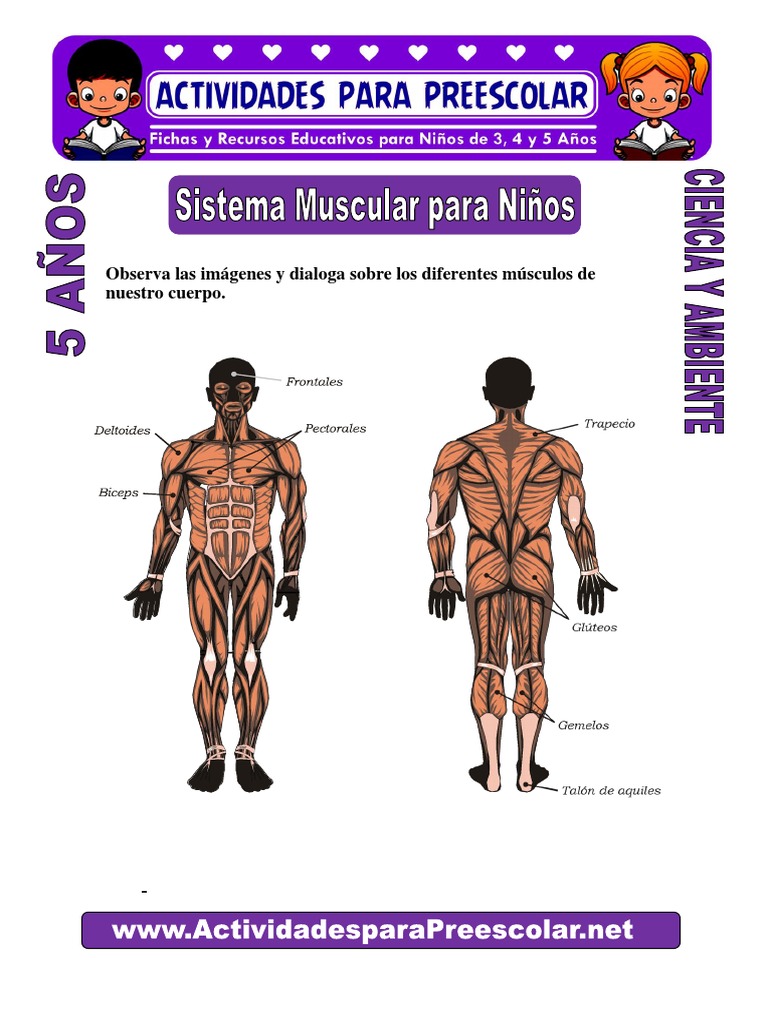 Sistema Muscular para Niños para Niños de 5 Años PDF | PDF