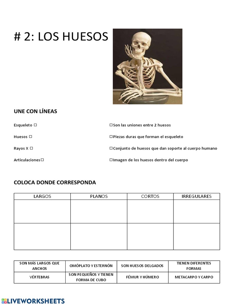 Los Huesos Ficha 2 PDF | PDF