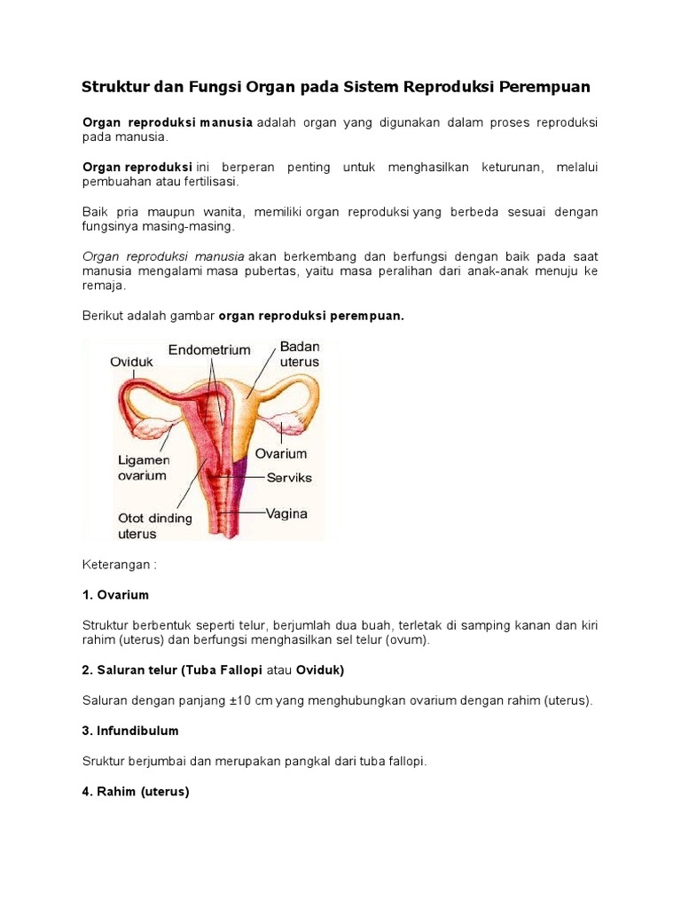 Struktur dan Fungsi Organ Reproduksi Perempuan | PDF