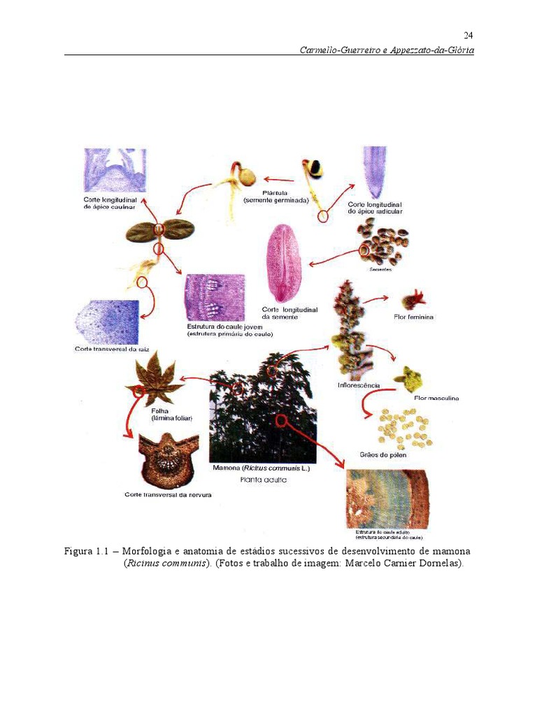 Anatomia Vegetal (Beatriz Apezzato) PDF | PDF