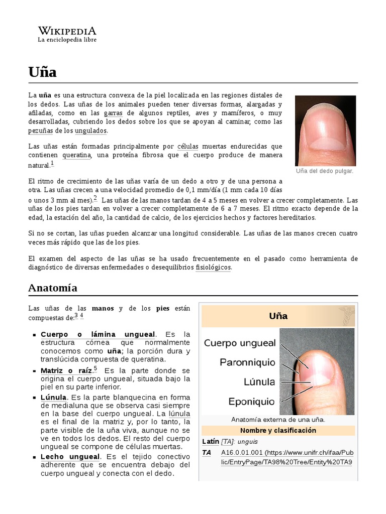 Anatomía: Cuerpo o Lámina Ungueal. Es La | PDF | Clavo (anatomía ...