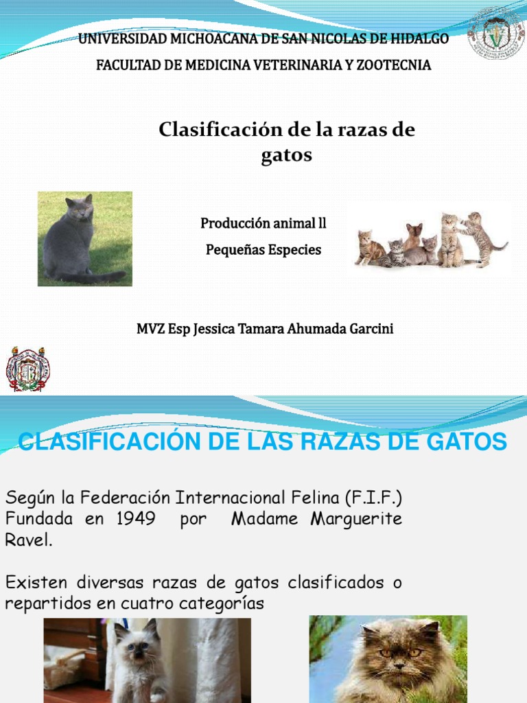 Gatos PDF | PDF