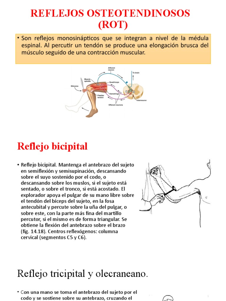 Reflejos Osteotendinosos (Rot) | PDF