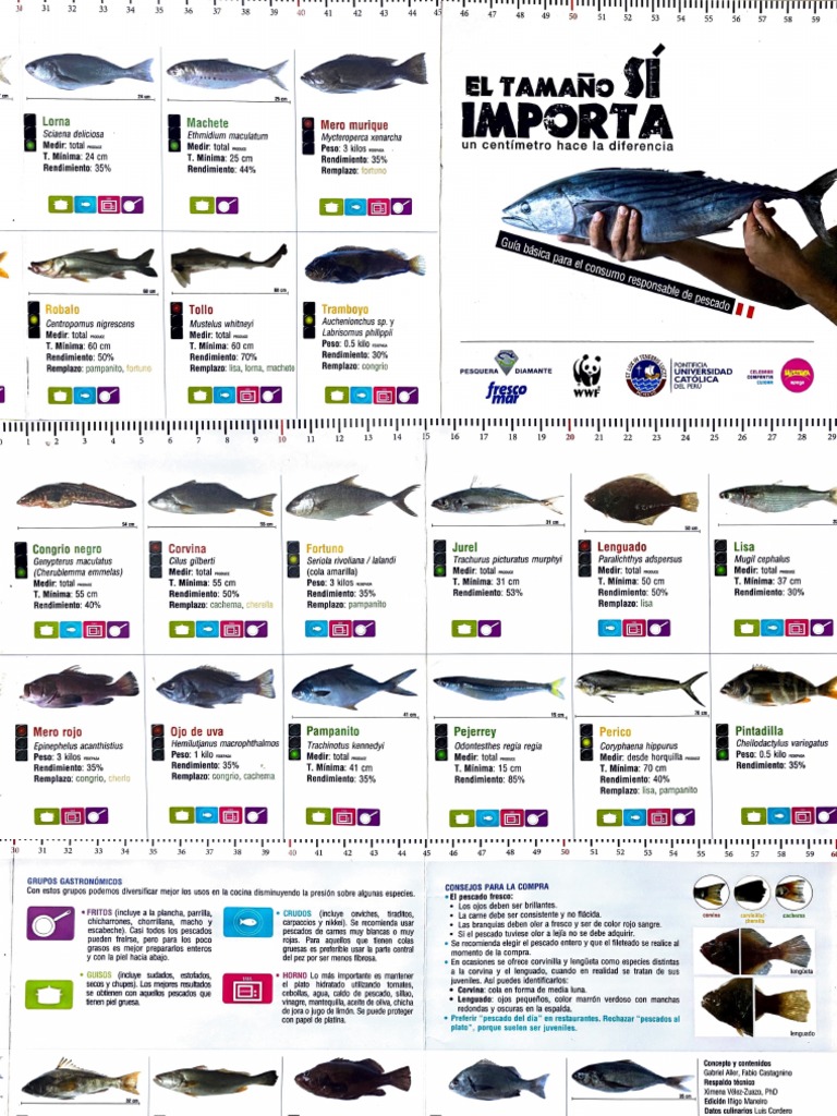 tallas mínimas en pesca | PDF | Pescado como alimento | Alimentos