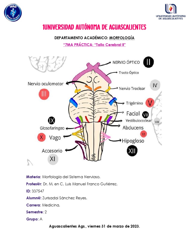 PRACT7 TALLO CEREBRAL L NEURO ZSR 08ABR2023 | PDF