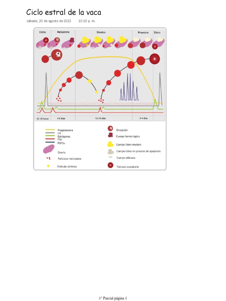 Ciclo Estral en Vacas: Guía Completa | PDF