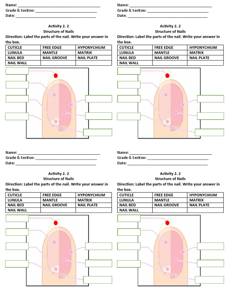 Structure of Nails Parts Labeling | PDF | Nail (Anatomy) | Foot