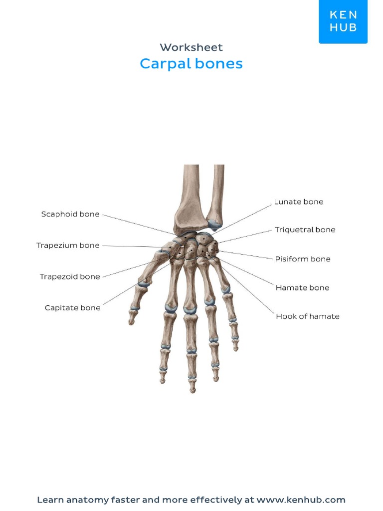 Worksheet Carpal Bones Labeled PDF | PDF