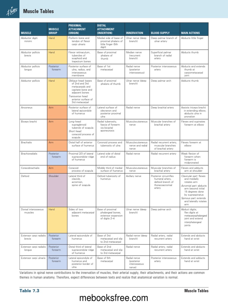 Brachial Plexus Muscle Overview | PDF
