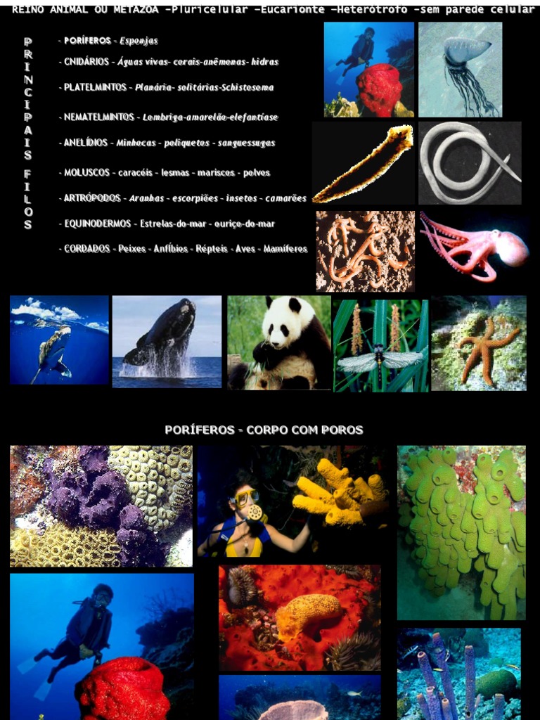 Classificação dos principais filos do reino animal (Metazoa) | PDF ...