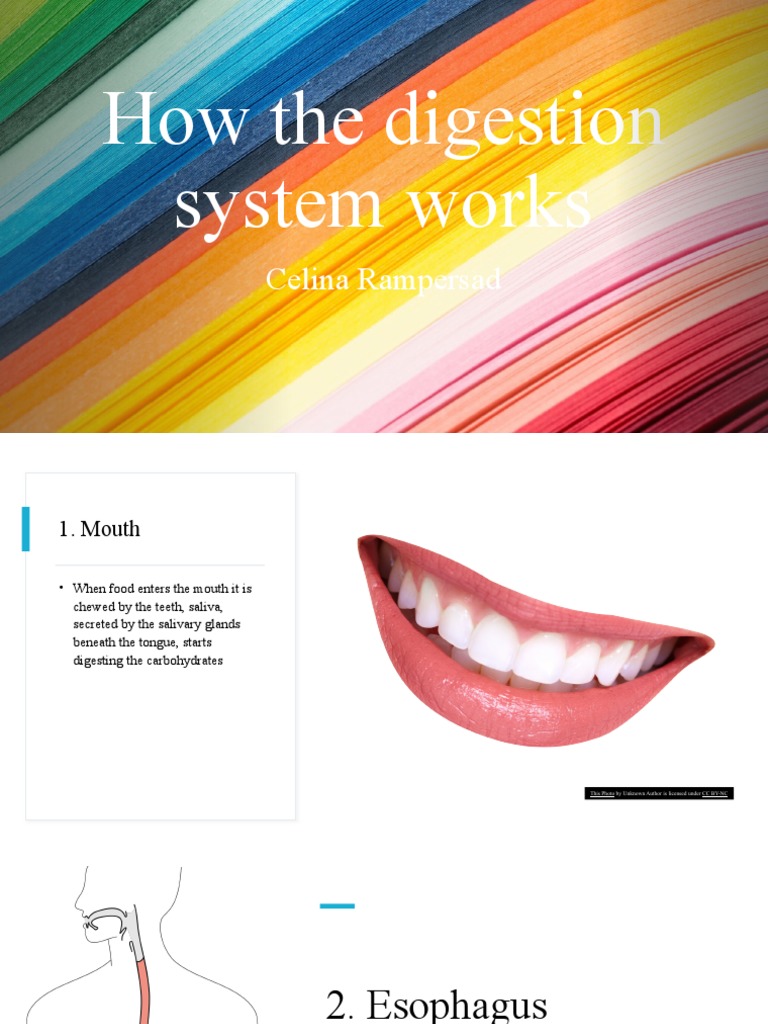 How The Digestive System Works - Flow Chart | PDF