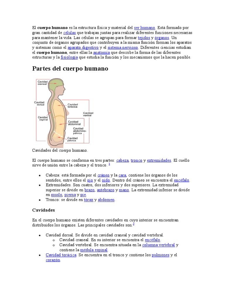El Cuerpo Humano Es La Estructura Física y Material Del Ser Humano | PDF